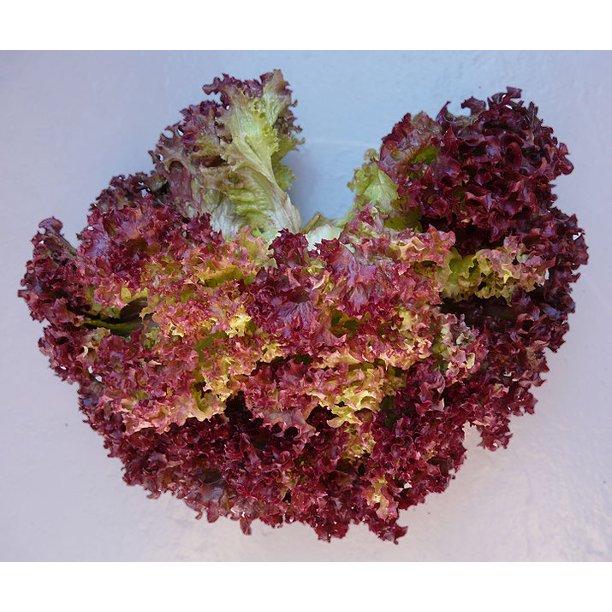 Lettuce Lollo Rosso (aka Lolla Rossa) Great Heirloom Vegetable by Seed ...