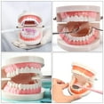 Stri 2pcs Useful Dental Models Oral Cavity Models Oral Education Tooth ...