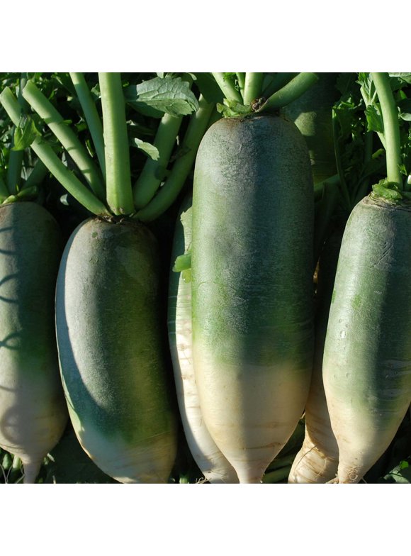 Radish Seeds in Seed Gardening - Walmart.com