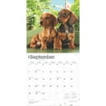 Dachshund Puppies | 2025 12x24" (Hanging) Square Wall Calendar ...