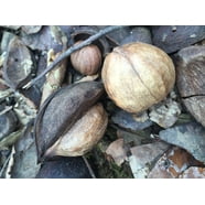 White Oak Tree Seeds for Planting | 5 Big Healthy Seeds | White Oak is ...