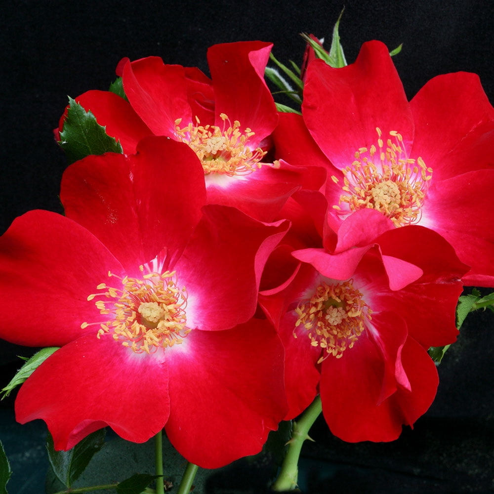 Heirloom Roses - Dortmund® Climbing Roses Rose Plant - Walmart.com