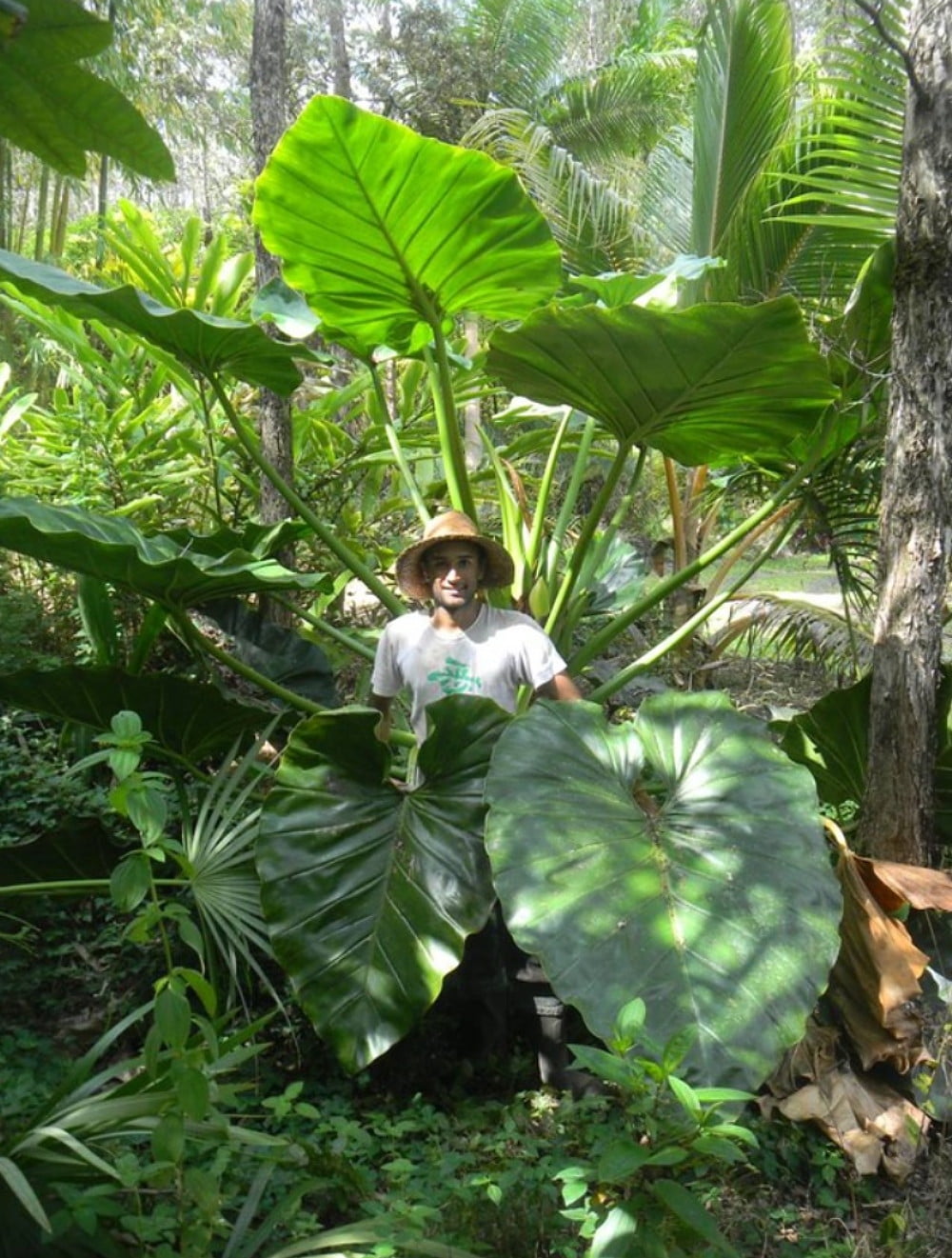Monster Philodendron Giganteum - Huge Leaves -6" Pot-Trending/Collector ...
