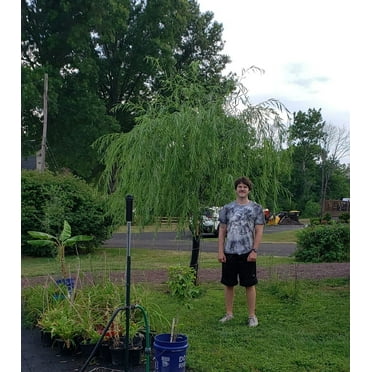 2 Hybrid Poplar Trees - Grow for Privacy, Shade, Landscaping. Fast ...