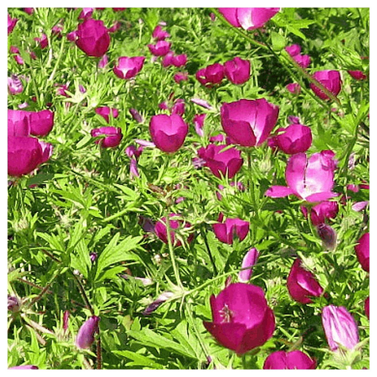 Everwilde Farms - 1 oz Bushs Poppy Mallow Native Wildflower Seeds ...