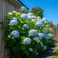 Giant Hydrangea For Planting Ideal for Gardening Deer Resistant ...