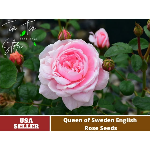 30 Rare Seeds-Queen of Sweden English Rose Seeds#1039-Authentic Seeds ...