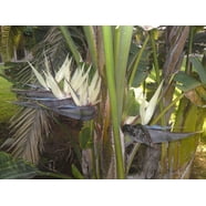 Strelitzia Reginae Bird of Paradise Plant Seeds 1 Pack - 4 per Pack ...