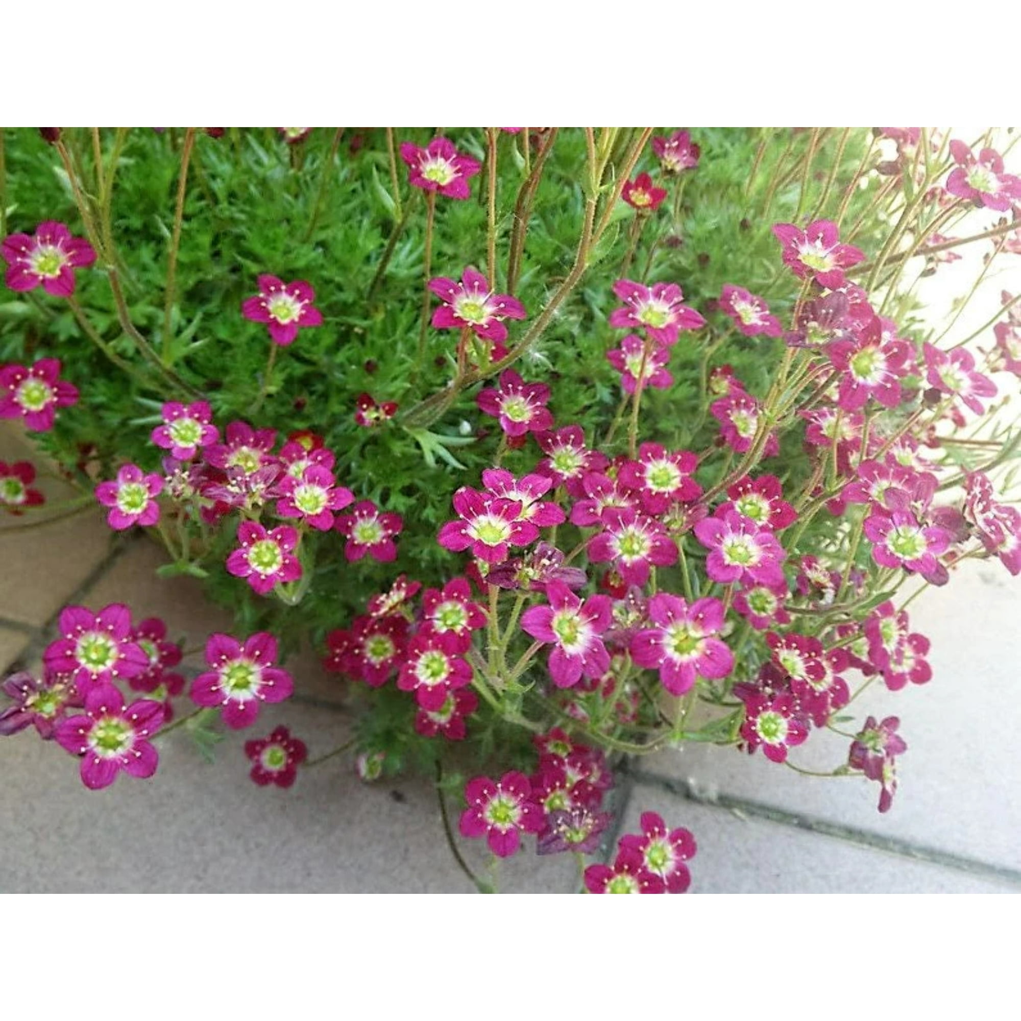 Click here for Seedville Usa 50 Purple Robe Saxifraga Saxifraga A... prices