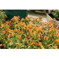 100 Twinkle ORANGE MONKEY FLOWER Mimulus Seeds - Walmart.com