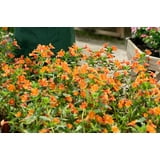 100 Twinkle ORANGE MONKEY FLOWER Mimulus Seeds - Walmart.com