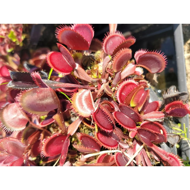 Giant Venus Fly Trap Flower