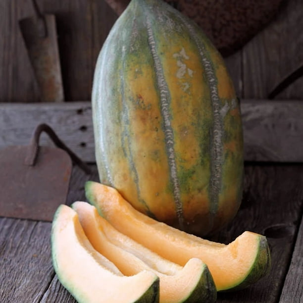 Bidwell Casaba Melon 1 g ~35 Seeds - Vegetable Gardening & Fruit Seeds ...