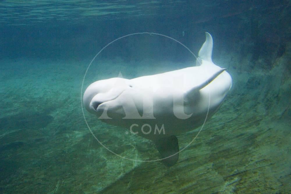 Beluga Whale, Animals Unframed Photographic Print Wall Art Sold by ...