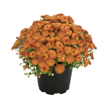 Expert Gardener 1 Quart Bronze Mum Live Plants (4 Pack) with Grower ...