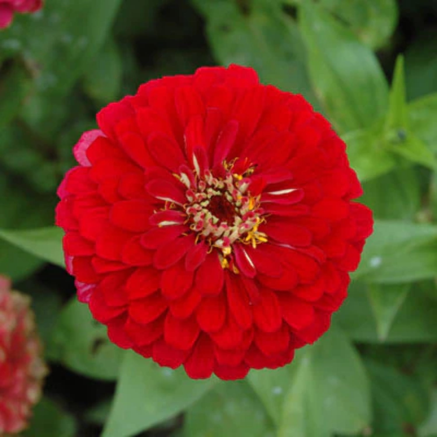 Zinnia Benary's Giant Deep Red Seed - Walmart.com