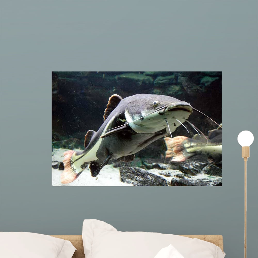 Big Catfish Wall Mural Decal Sticker, Wallmonkeys Peel & Stick Vinyl ...