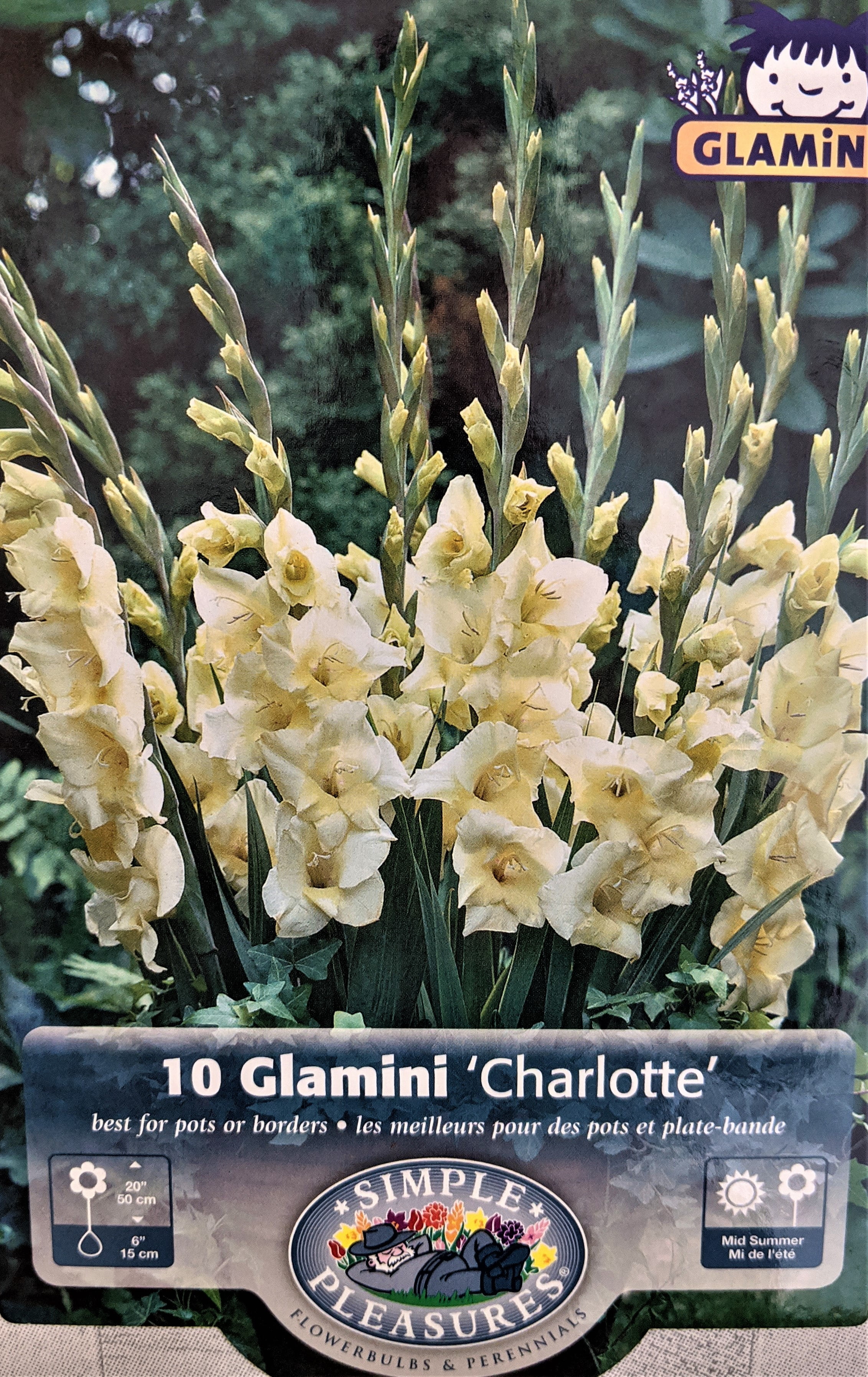 Charlotte Glamini Gladiolus 10 Bulbs - NEW! - Petite Buttery White - 10 ...