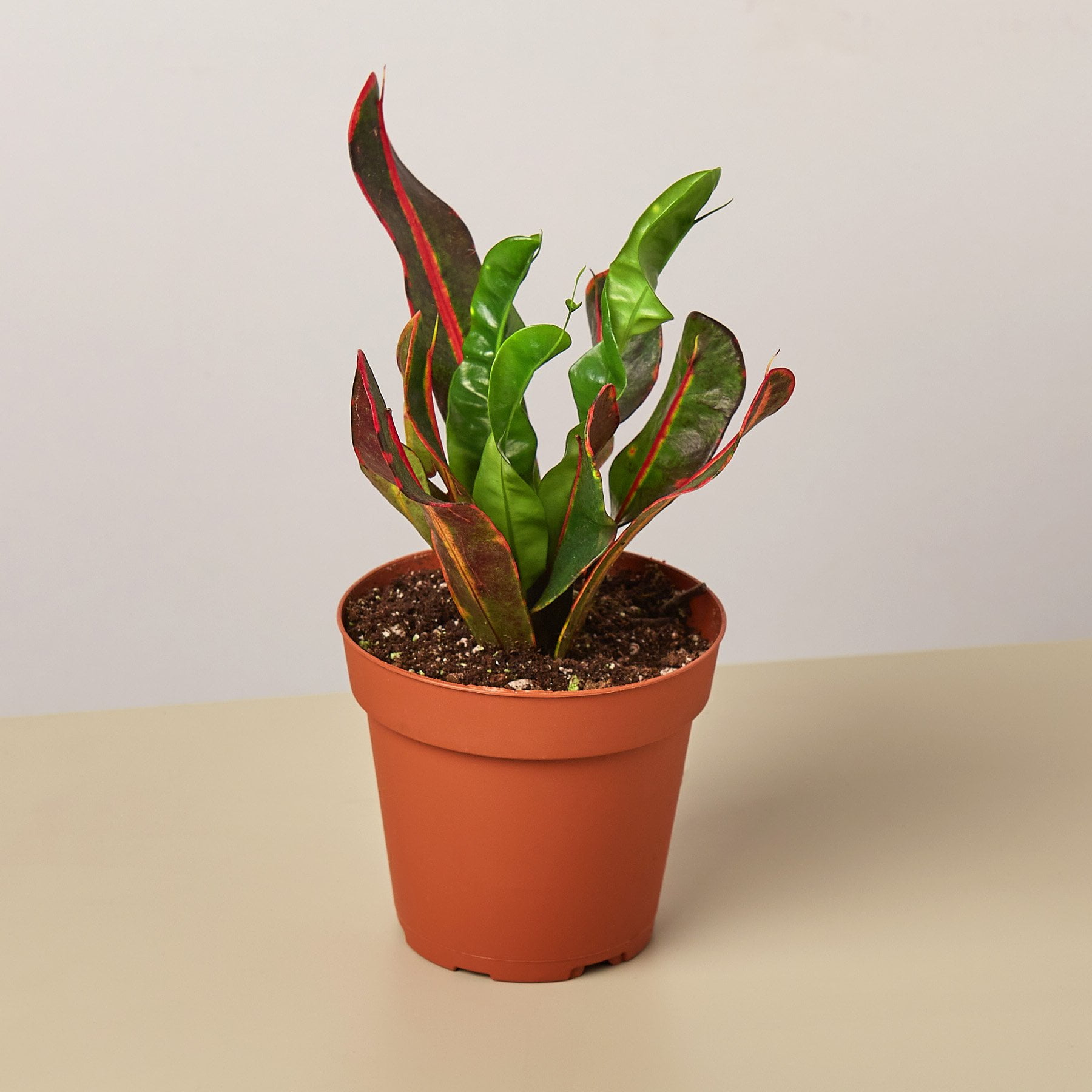 Mammy Croton - 4" Pot - Walmart.com