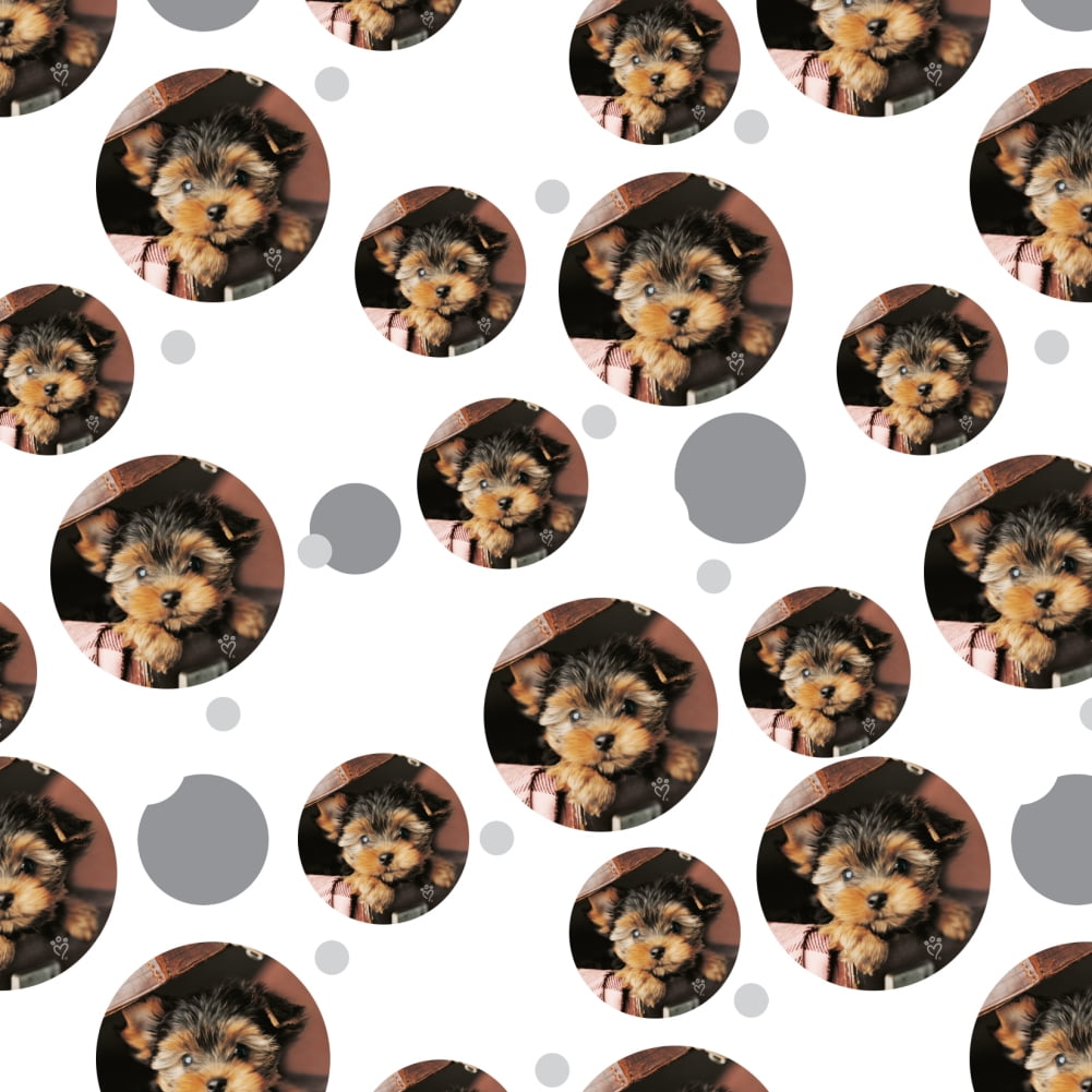 Yorkie Yorkshire Terrier Puppy Dog in Briefcase Trunk Suitcase Premium ...