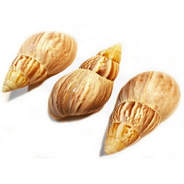 6 Hermit Crab Shells Large Turbo Changing Seashells Large 2"-3" Size ...