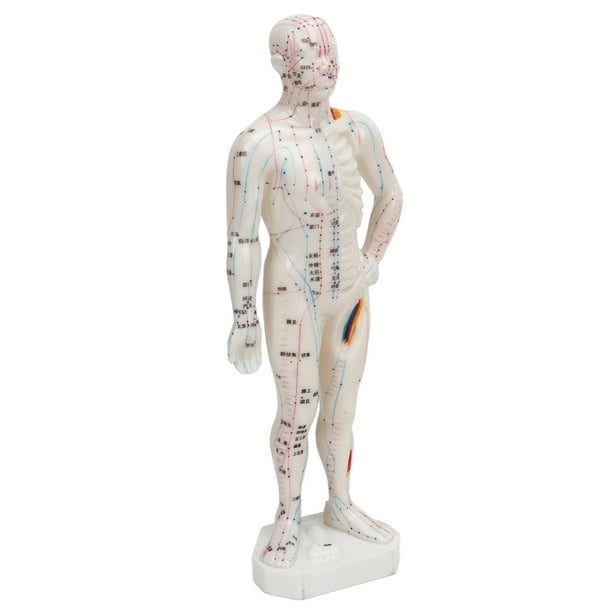 Acupuncture Model,Human Body Acupuncture Model Acupuncture Point Model ...
