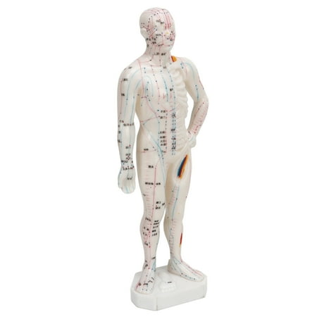 Acupuncture Model,Human Body Acupuncture Model Acupuncture Point Model ...