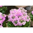 100 PINK FAIRY PRIMROSE Primula Malacoides Baby Primrose Shade ...