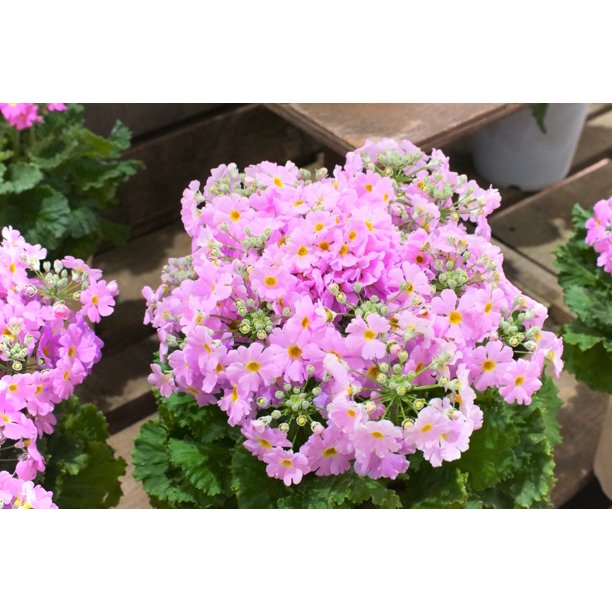 100 PINK FAIRY PRIMROSE Primula Malacoides Baby Primrose Shade ...
