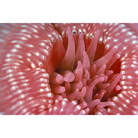 Canada, British Columbia, Crimson Anemone (Cribrinopsis Fernaldi ...