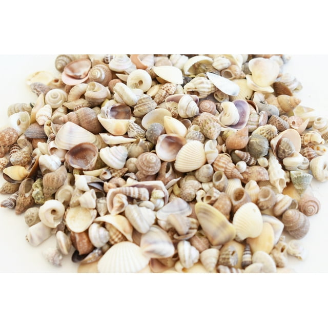 Bulk 1 Lb (1200+) Tiny Indian Ocean Shells Mix Mini Shells 1/4 ...