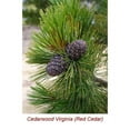 Cedarwood Virginia (Red Cedar) Essential Oil - 100% Pure and Natural by ...