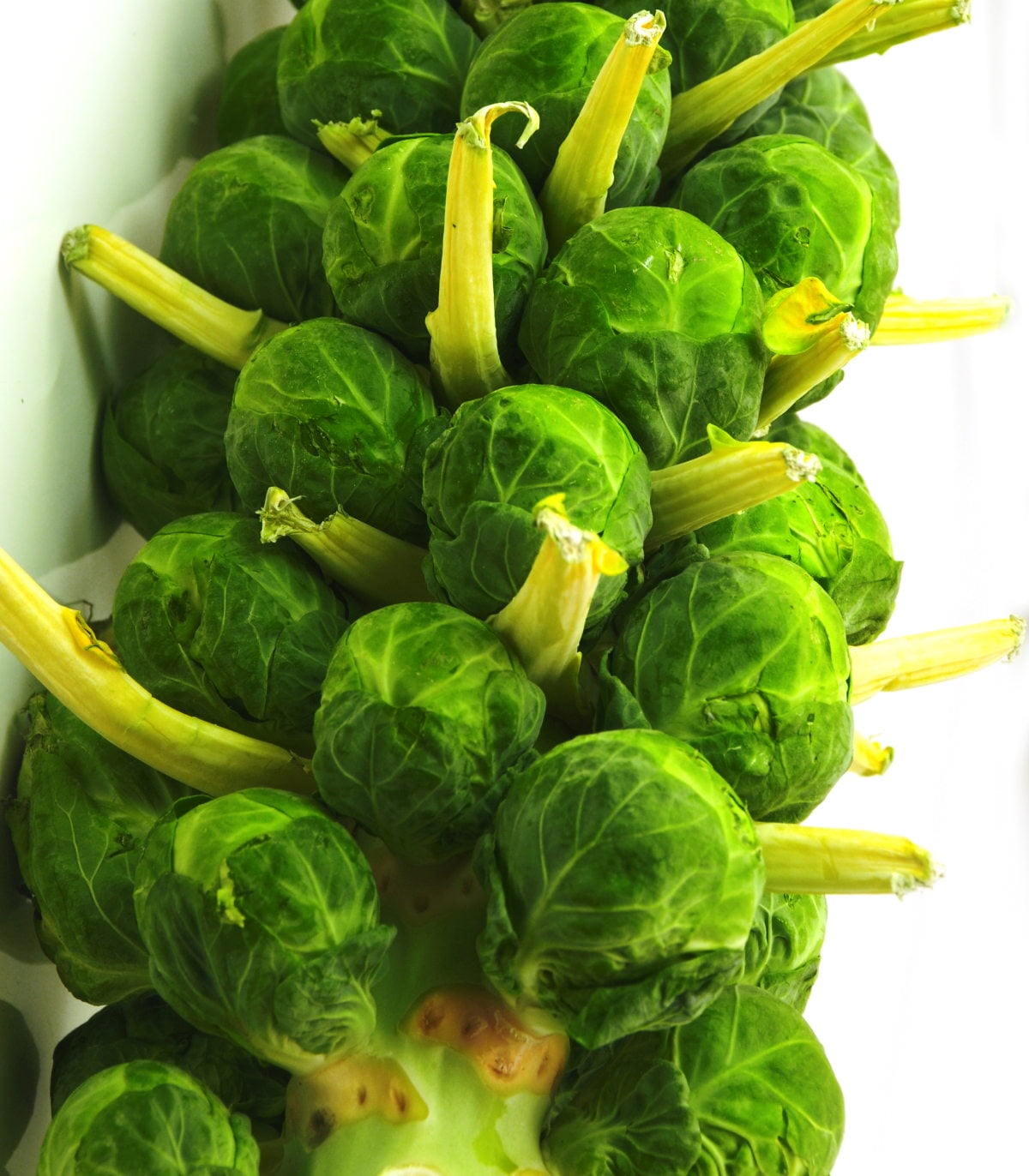 Earthcare Seeds - Brussels Sprouts Catskill 500 Seeds (Brassica ...