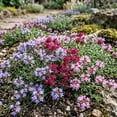 12.000 Mixed Creeping Thyme Seeds for Planting Outdoor-Heirloom Thymus ...