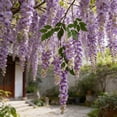 Artificial Wisteria Flower Long Stem 120cm, Purple White Blue Pink Soft ...