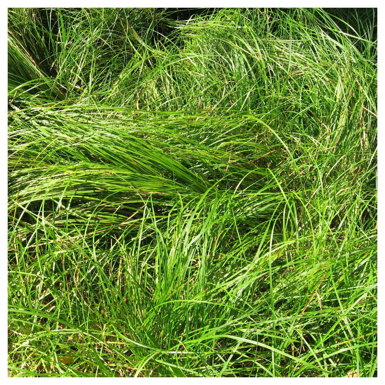 Everwilde Farms - 1/4 lb Common Oak Sedge Native Grass Seeds - Gold ...