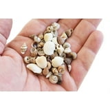 Bulk 1 Lb (1200+) Tiny Indian Ocean Shells Mix Mini Shells 1/4 ...