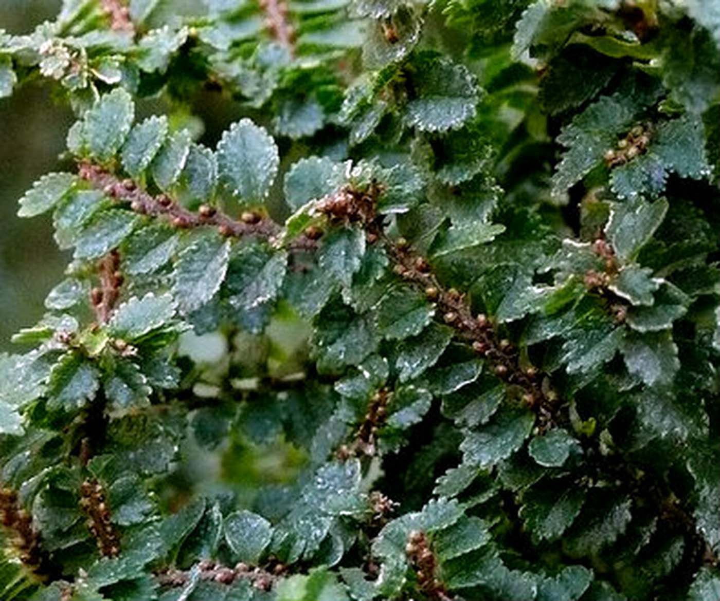 Hokkaido Dwarf Chinese Elm - Ulmus parvifolia - 2.5" Pot - Fairy Garden ...