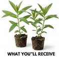 Set 2 Orange Milkweed Plants Live, 5-8" Tall Perennial Butterfly ...