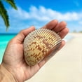Giant Atlantic Cockle Seashells Rare Large Natural Beach Home Decor ...