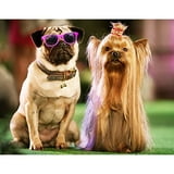 Show Dogs (DVD) - Walmart.com