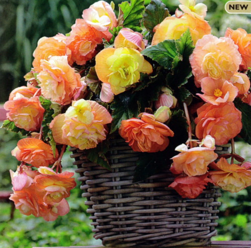 Splendide Ballerina Apricot Begonia - 2 Bulbs 5/6 cm - Walmart.com