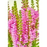 50 PINK Showy OBEDIENT PLANT (False Dragon Head) Physostegia Virginiana ...