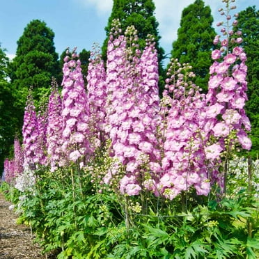 Outsidepride Larkspur Pink Queen - 2000 Seeds - Walmart.com