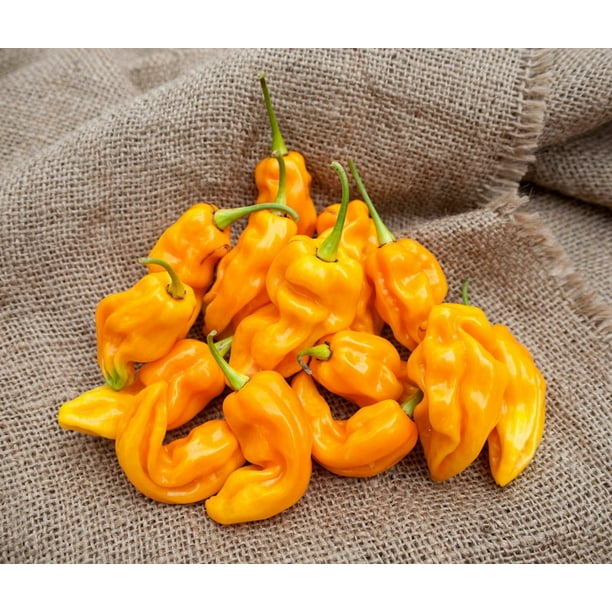 Tobago Treasure Heirloom Pepper Premium Seeds Packet - Walmart.com