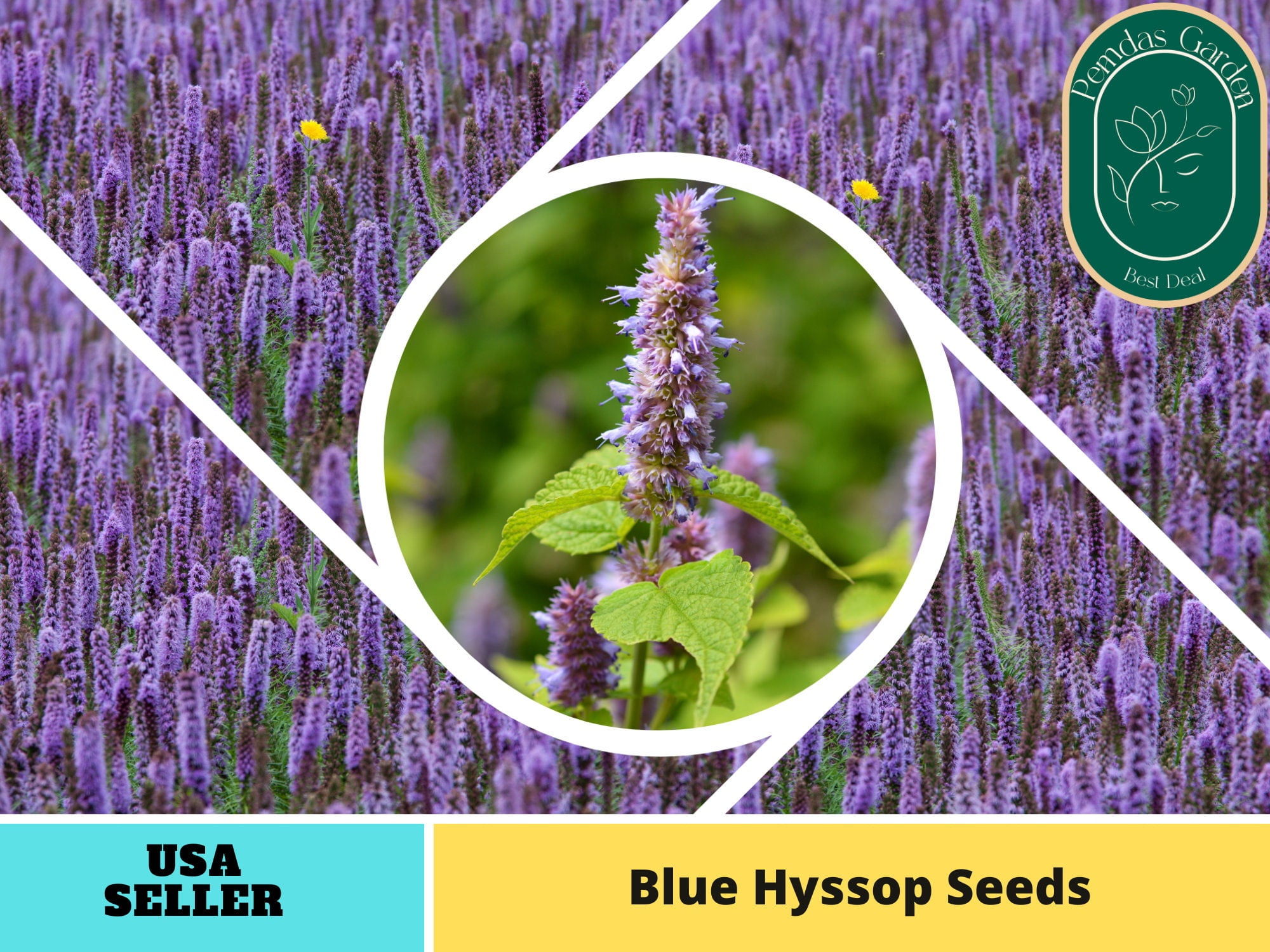 150 Seeds| Blue Hyssop Seeds- Authentic Seeds ~ GMO Free ~ Seeds~Flower ...
