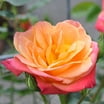 Heirloom Roses Polka Climbing Rose Bush, Live Fragrant Apricot Plant ...