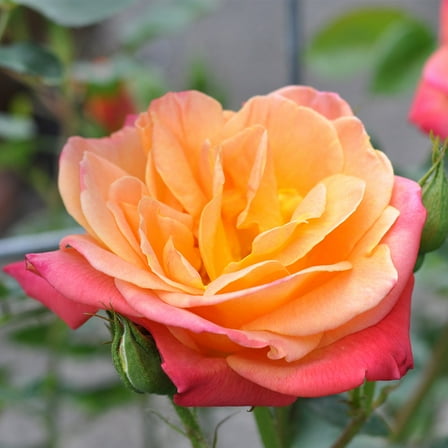 Heirloom Roses Live Fragrant Love & Peace Hybrid Tea Rose - Real Multi ...