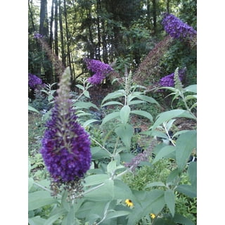 Chrysalis™ Blue Butterfly Bush - Buddleia - Compact - Gallon Pot ...
