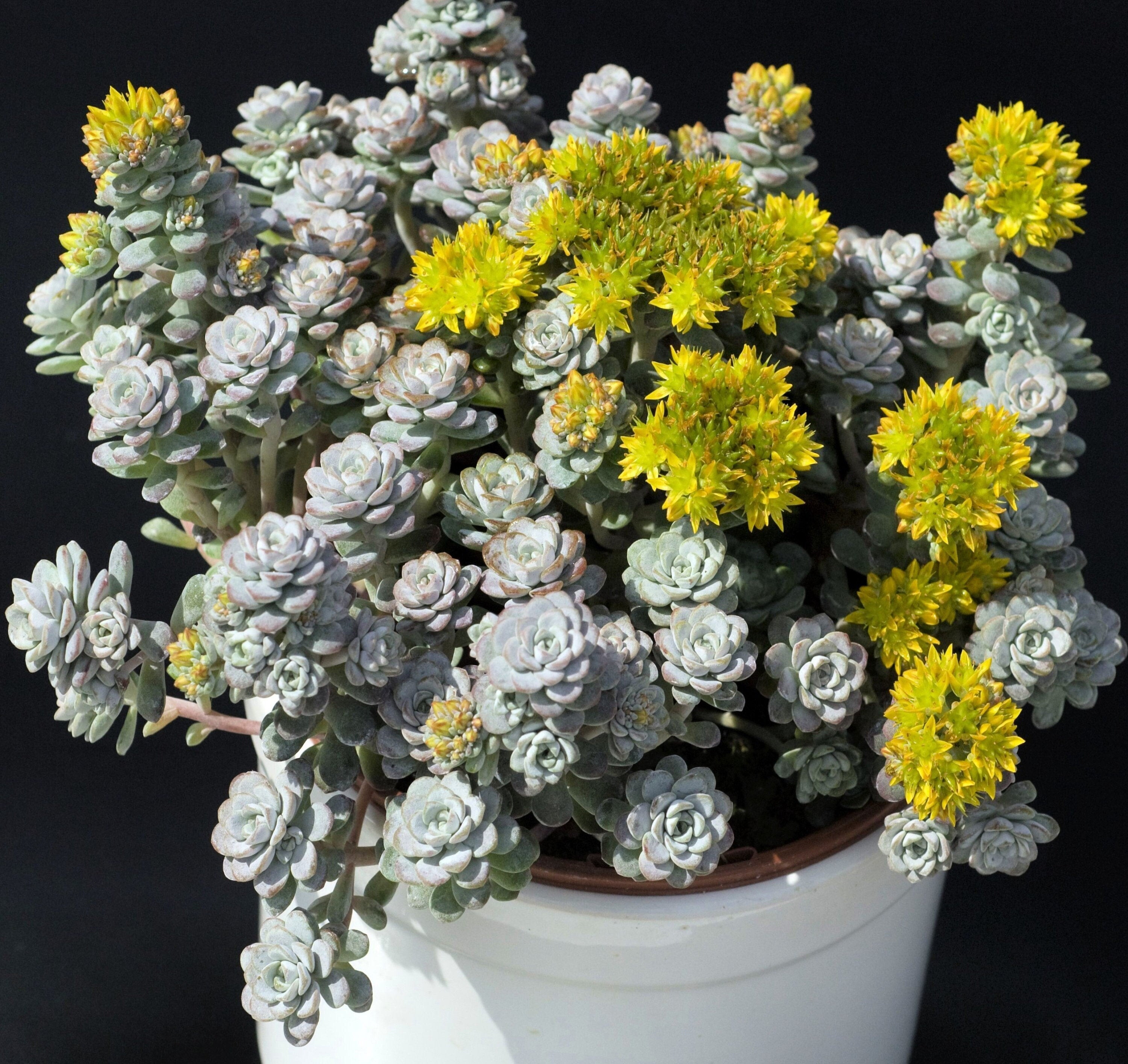 50 OREGON STONECROP Sedum Oreganum - Green Bronze Orange Red Succulent ...